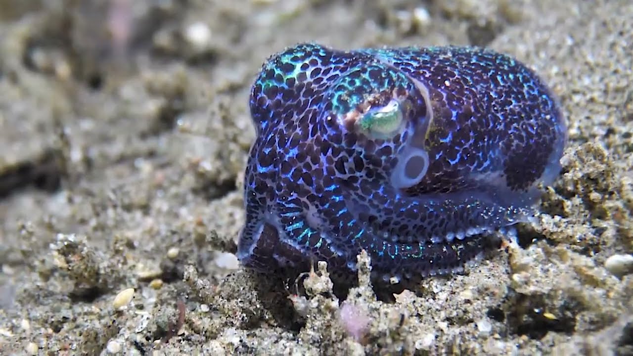 Bobtail squid covers itself with sand.