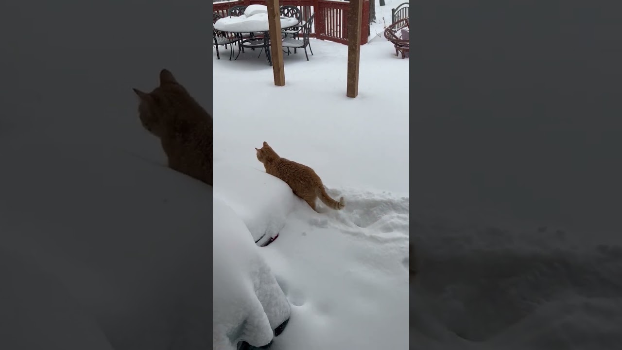 Joyful cat can't wait to play after snowfall.