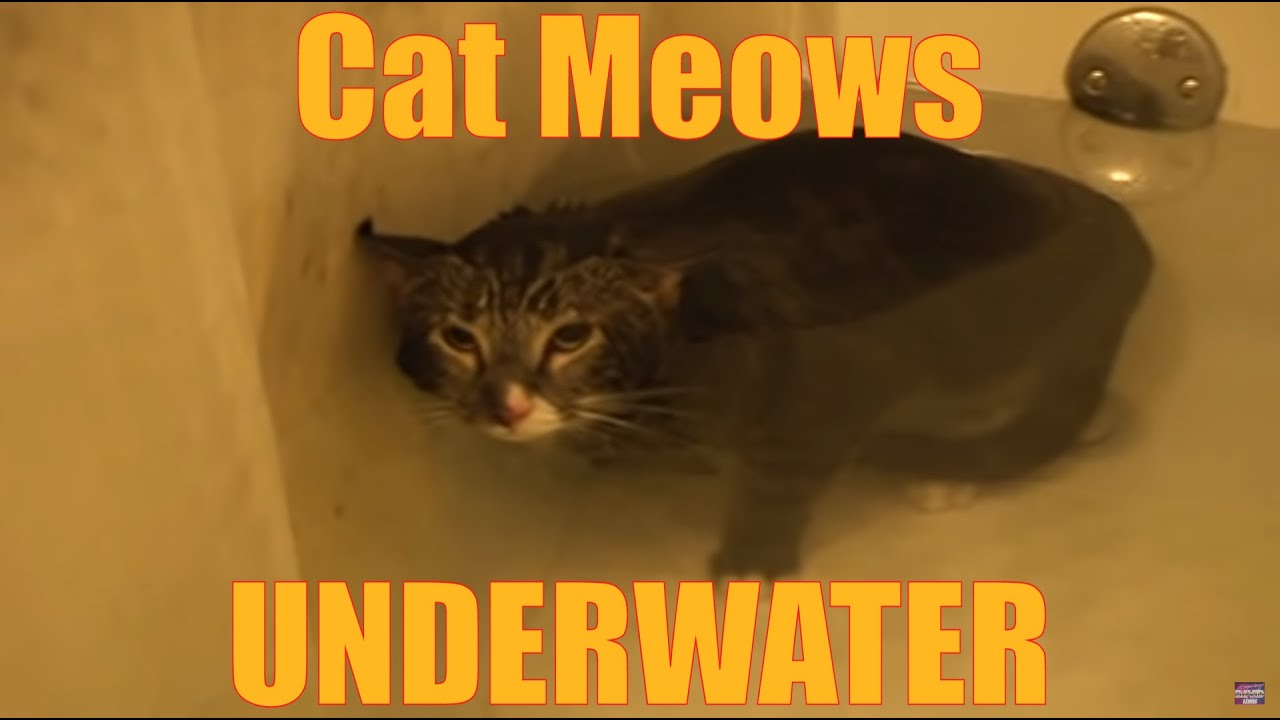 This cat meows underwater.