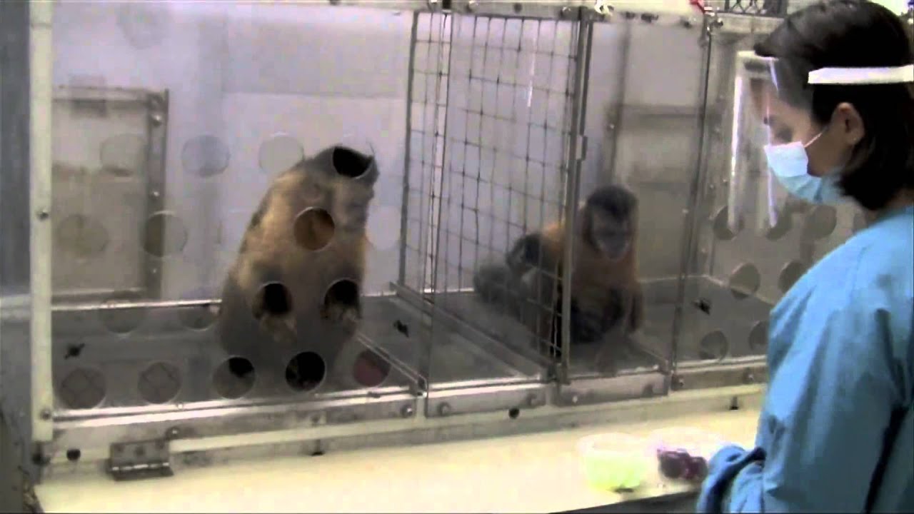 Monkey hilariously throws food at researcher.