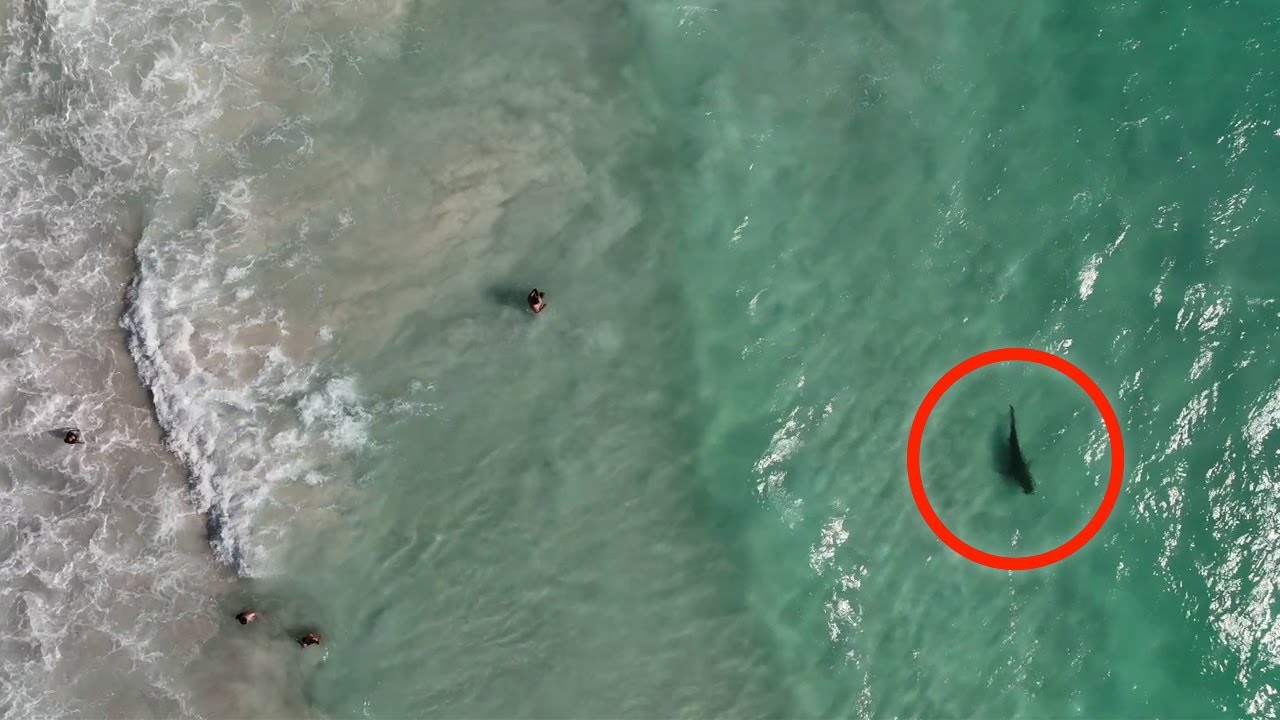 Shark Dangerously Close To Unaware Swimmers