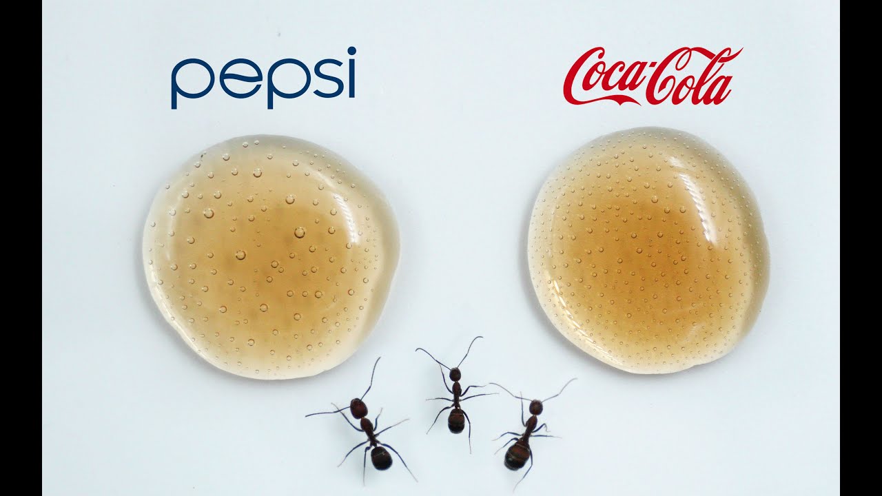 Ants weigh in on cola wars.