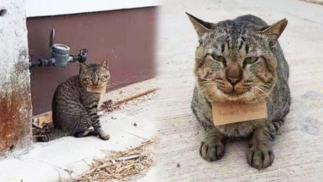 Cat gone for 3 days returns with hilarious note.