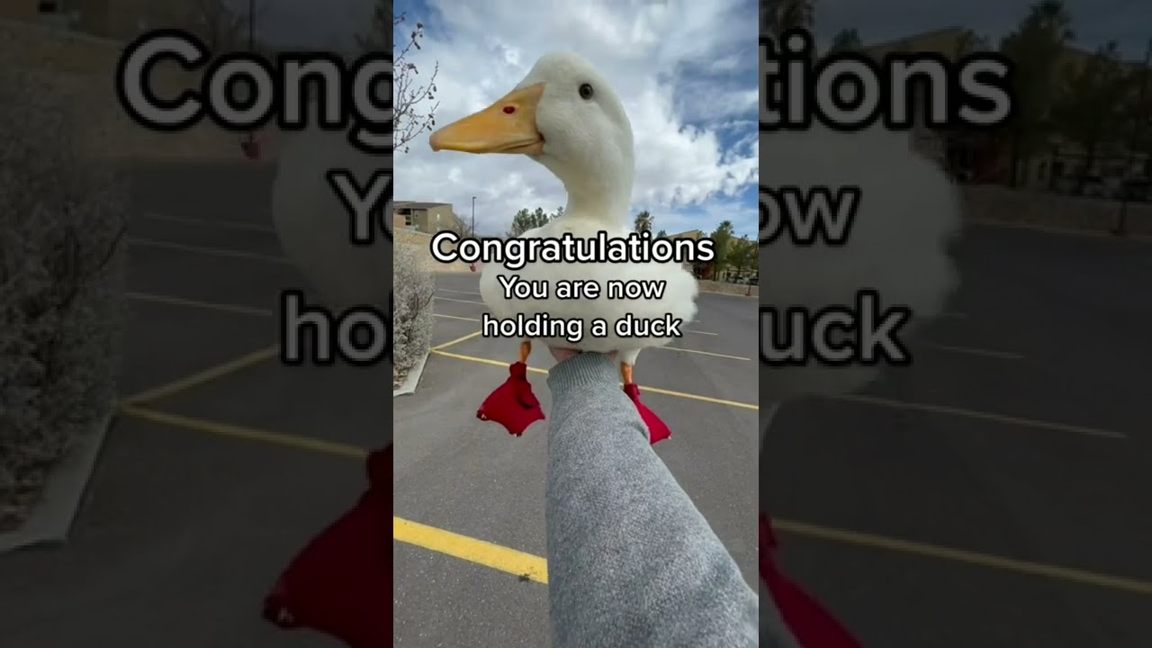 Congrats, you are now holding a duck.