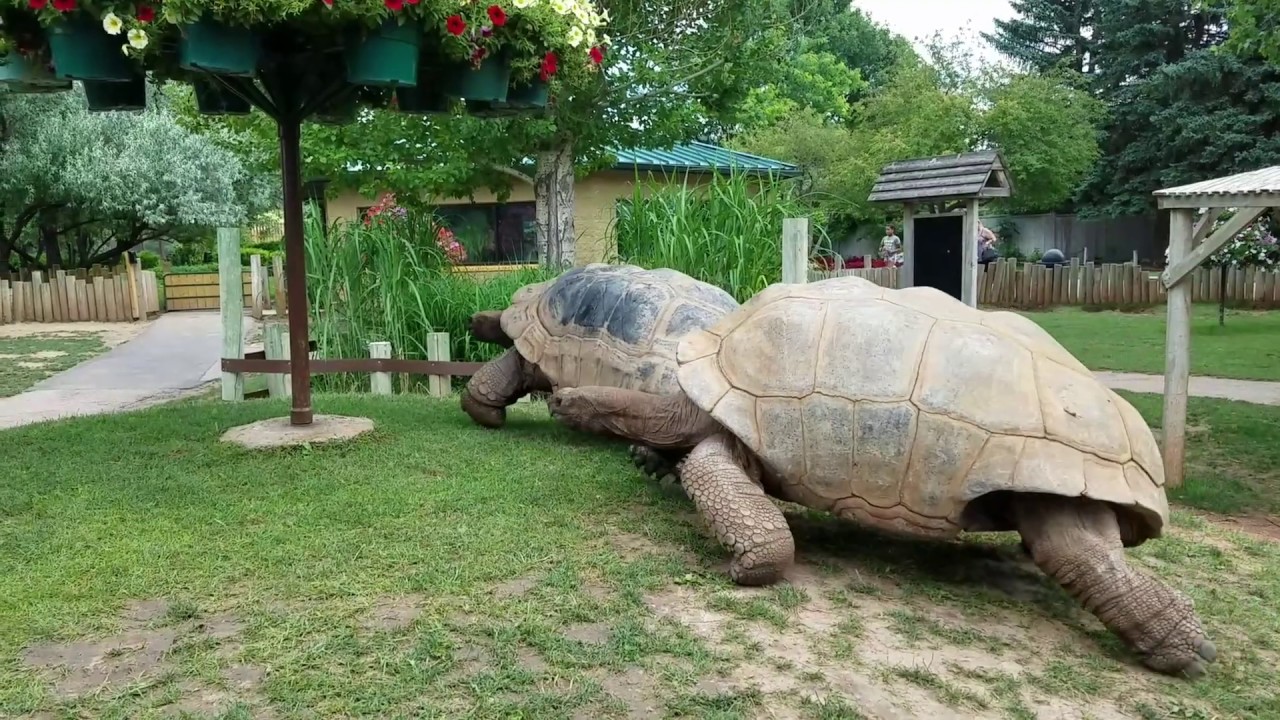 Giant tortoises going full speed.