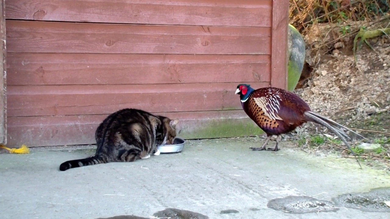 Cat and pheasant breakfast club.