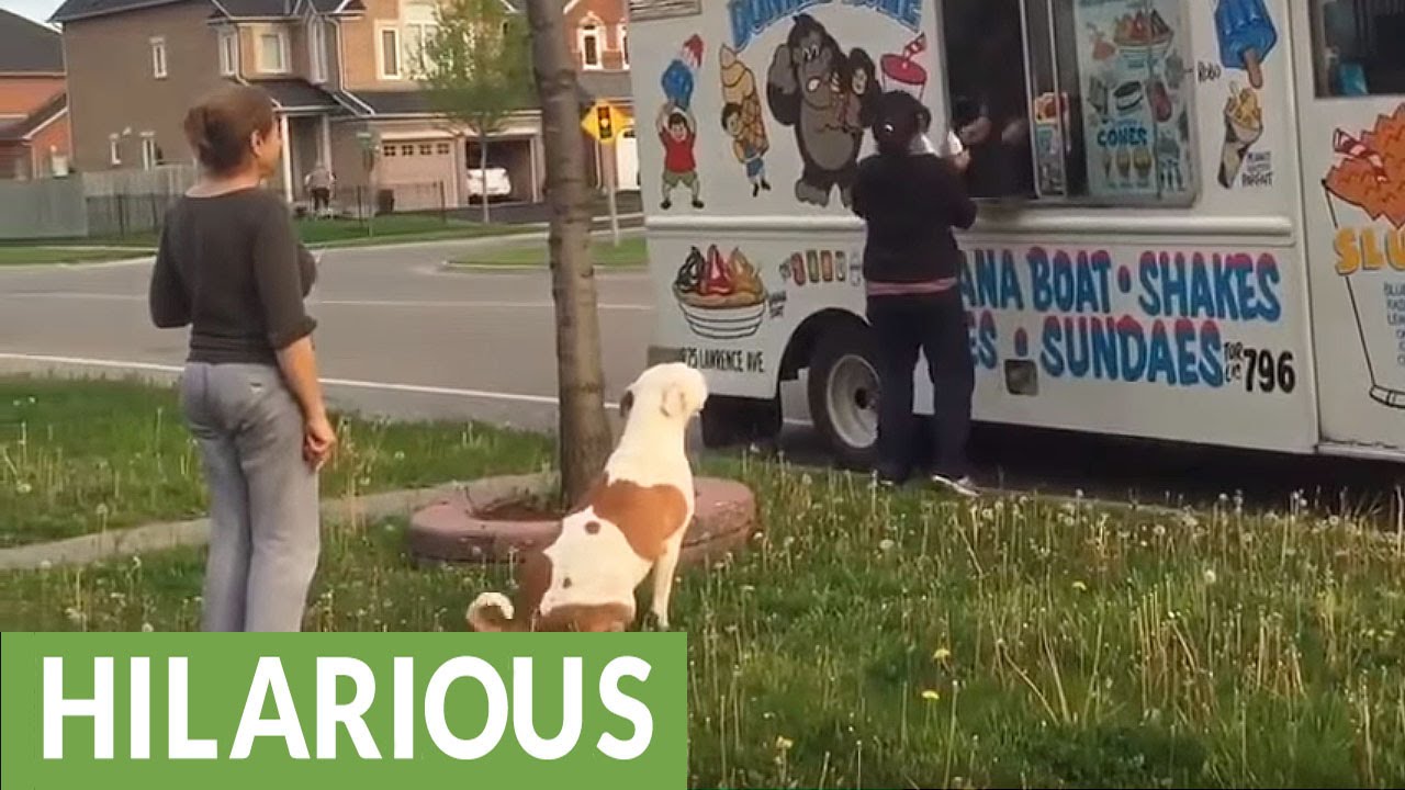 Pit bull waits patiently in line for ice cream truck.