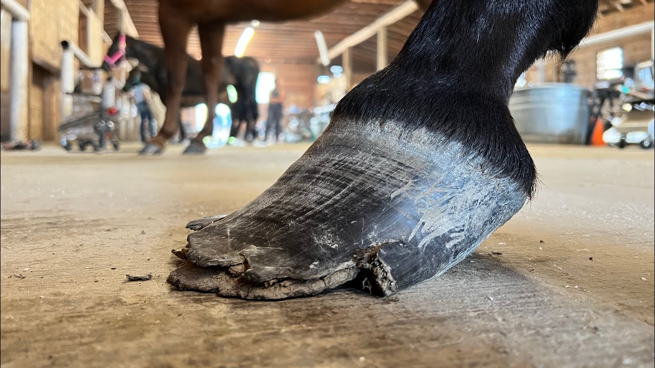 Satisfying Horse Hoof Restoration