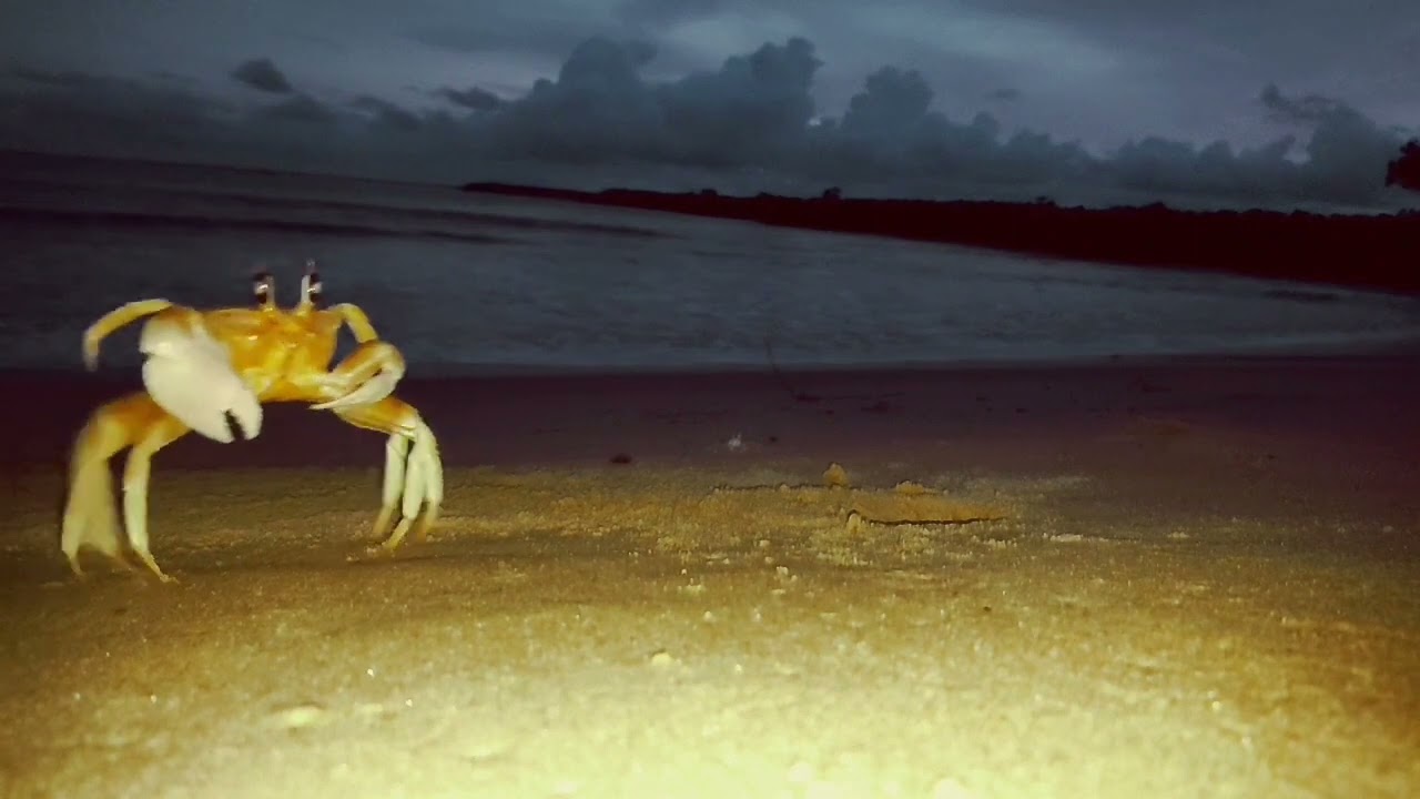 The crab can dance!