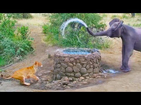Elephant sprays lion with water.