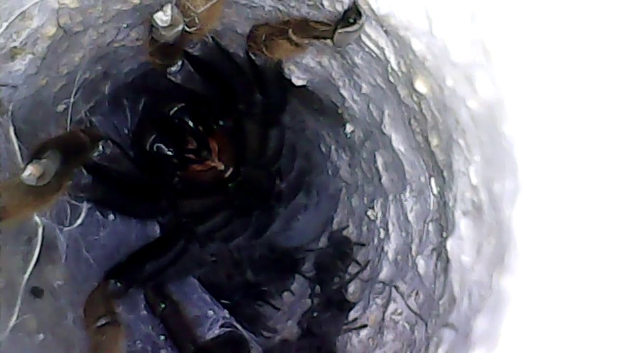 Exploring tarantula burrow with endoscope.