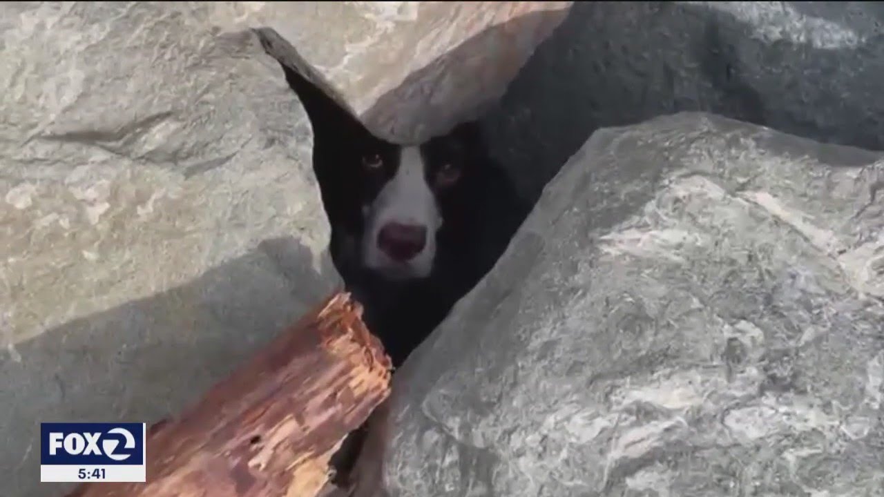 Jogger helps save trapped dog.