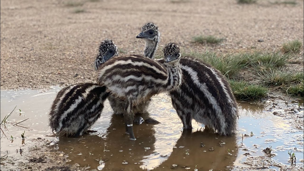 Baby emu sprinkler sprint.