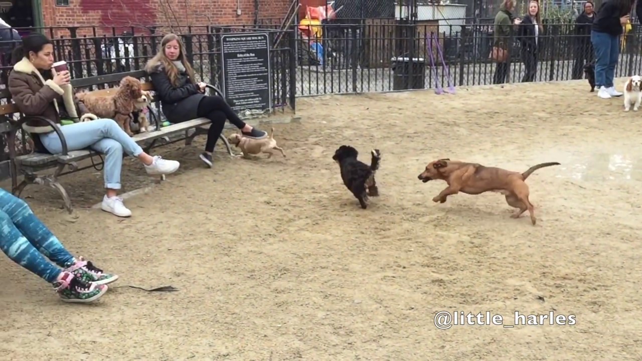 Harley is training to be fastest dog ever.