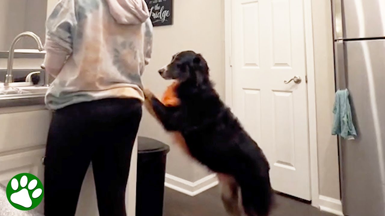 Dog somehow knows when owner will faint.