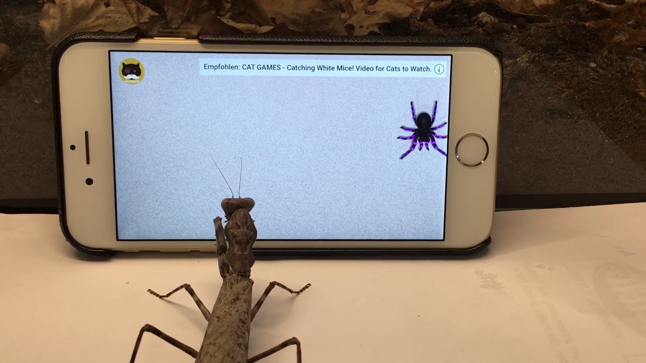 Praying mantis watches TV.