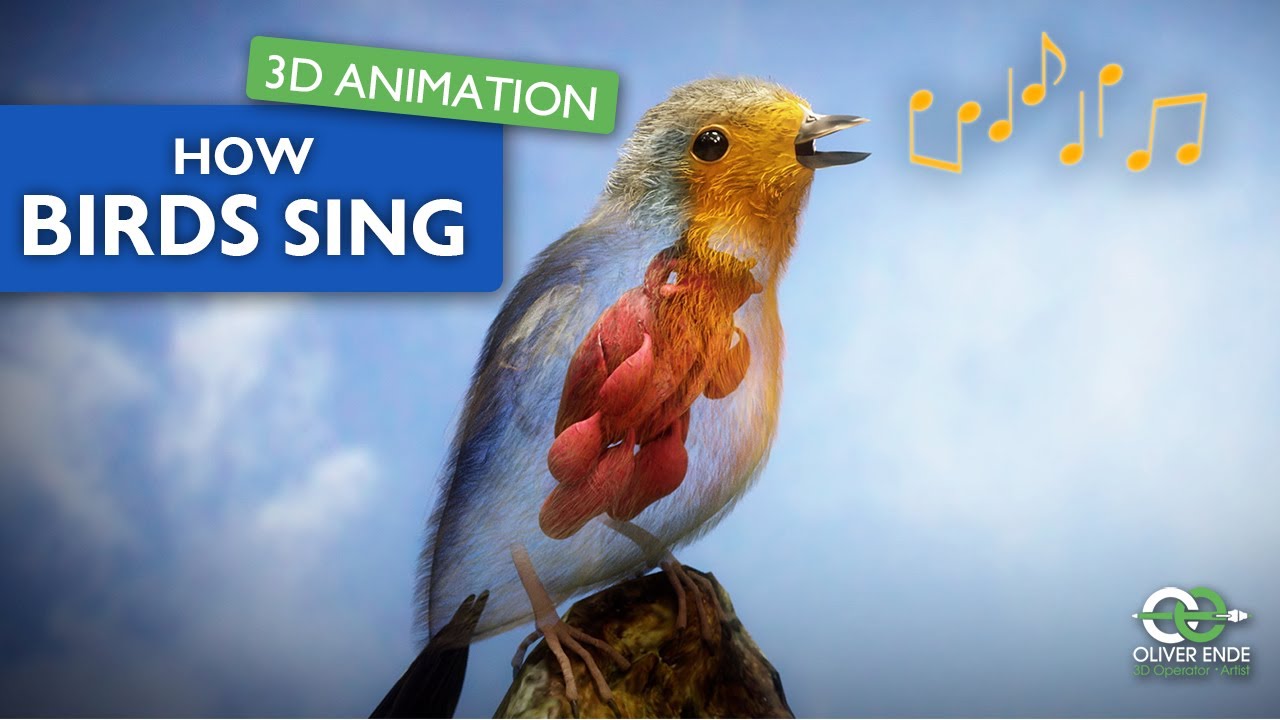 3D animation: How birds sing.