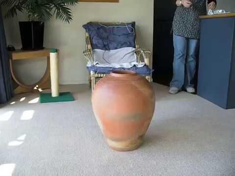 Cat in a pot escape sequence.