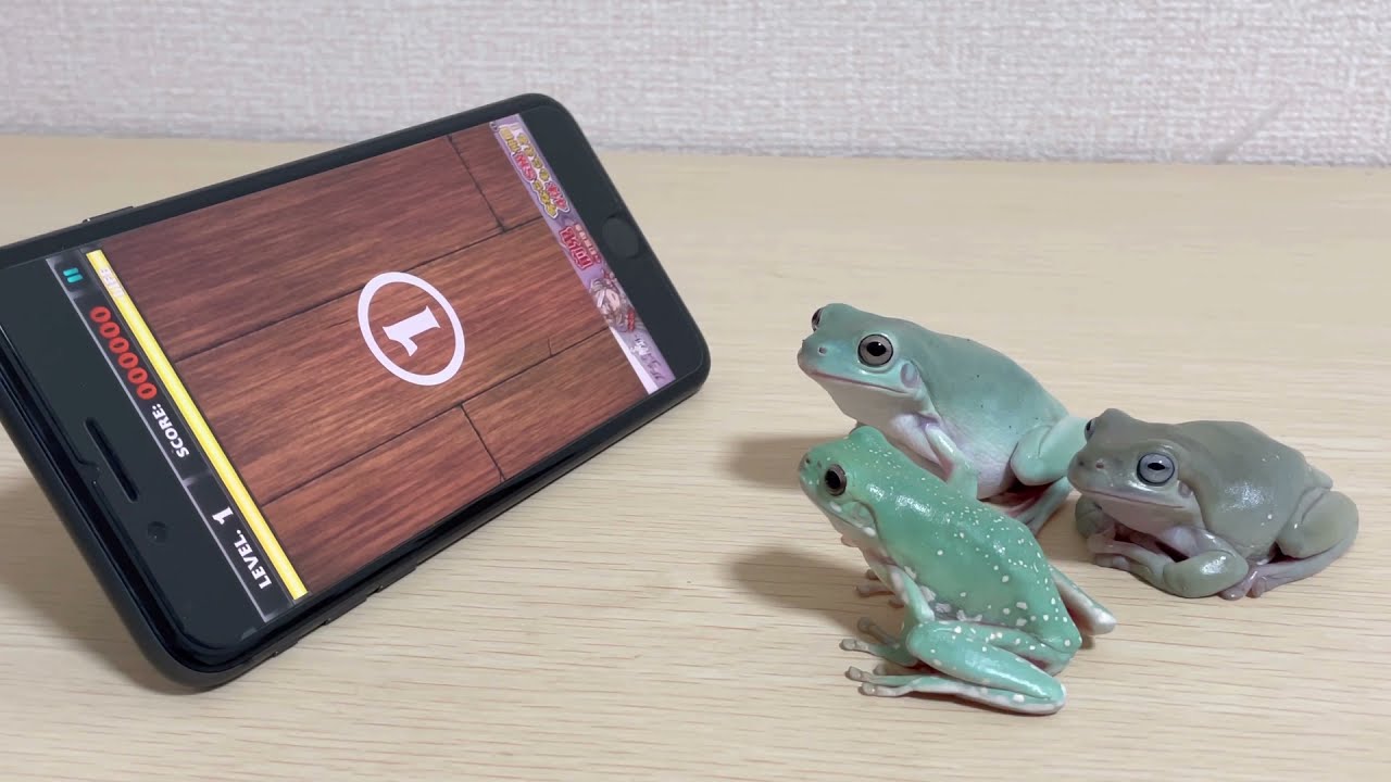 Frogs attempt fly-eating video game.