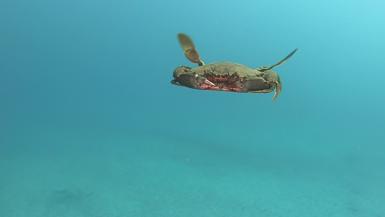 Crab keeps swimming and swimming...