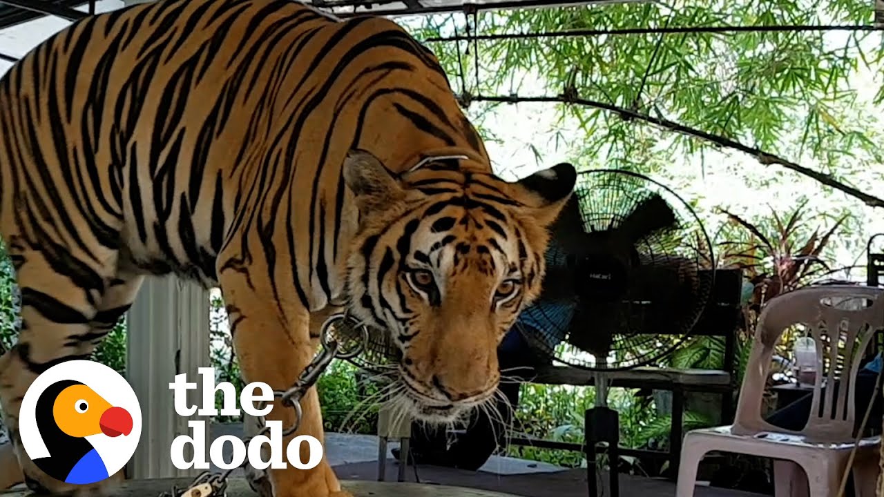 Captive tiger takes its first free steps.