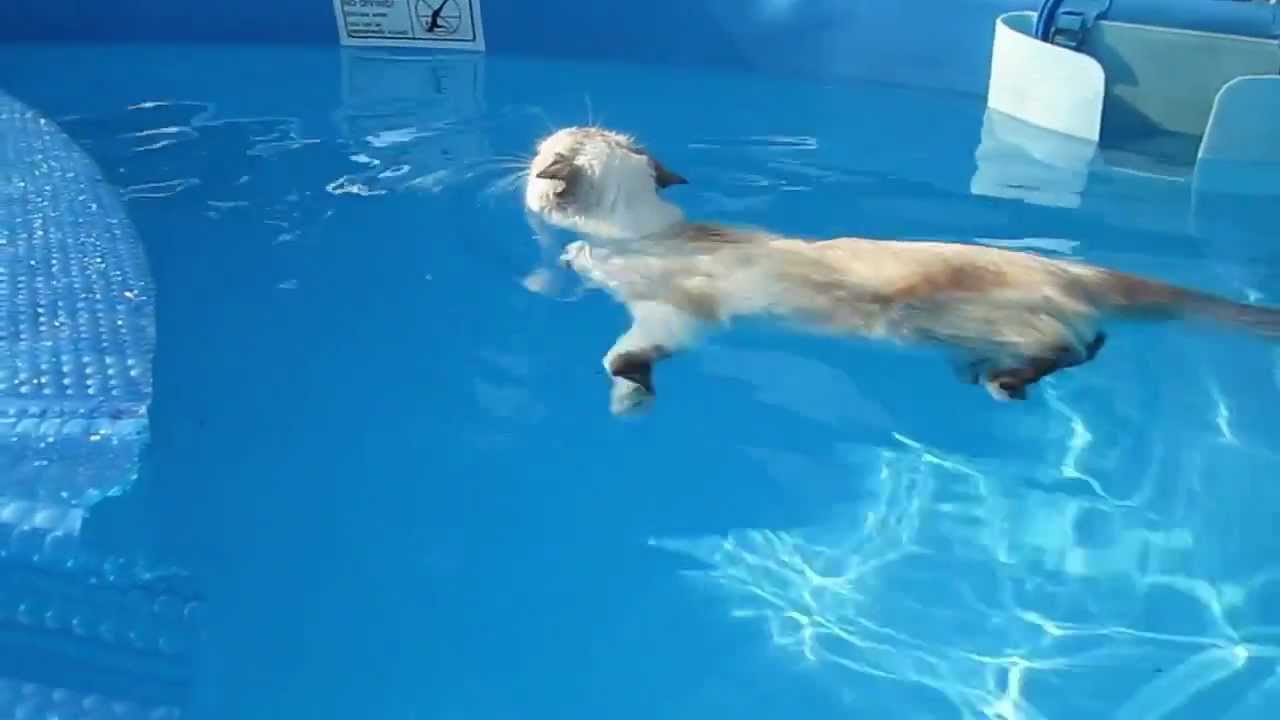 Cat swimming like a boss.