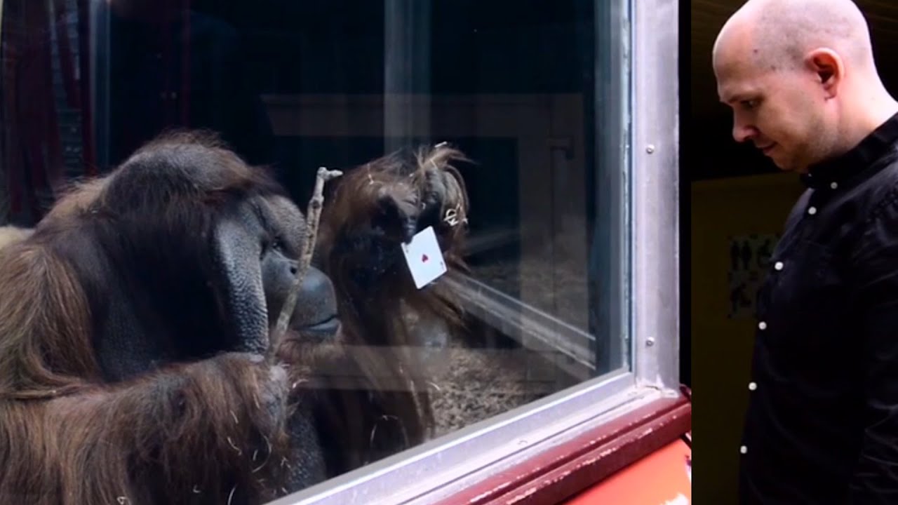 Magician charms orangutan with card trick.