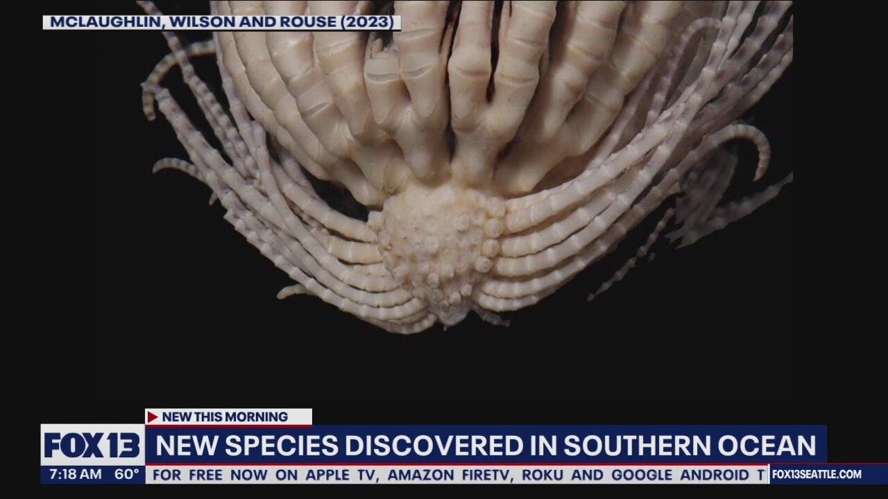 New deep sea invertebrate discovered.