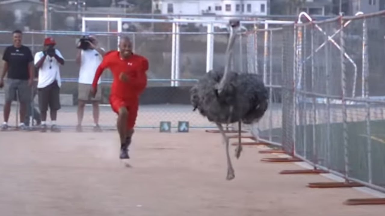 Athlete vs. ostrich.