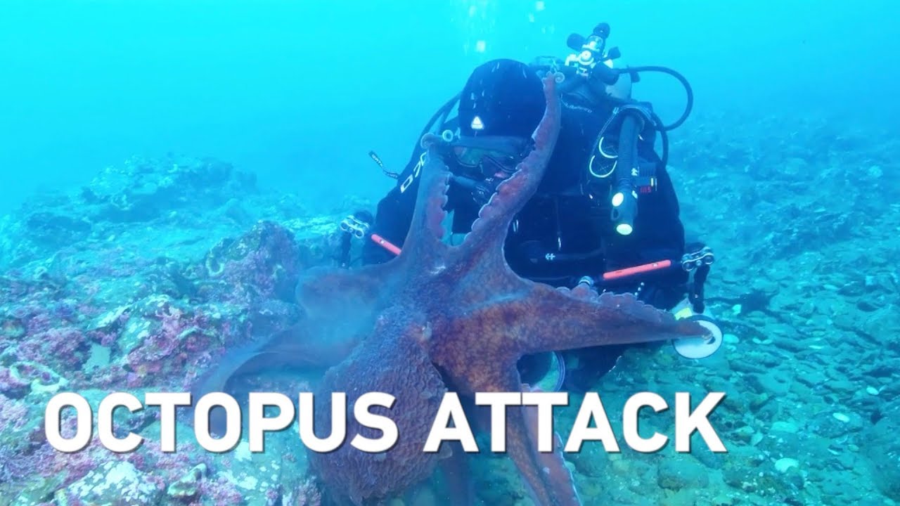 Octo-attack.