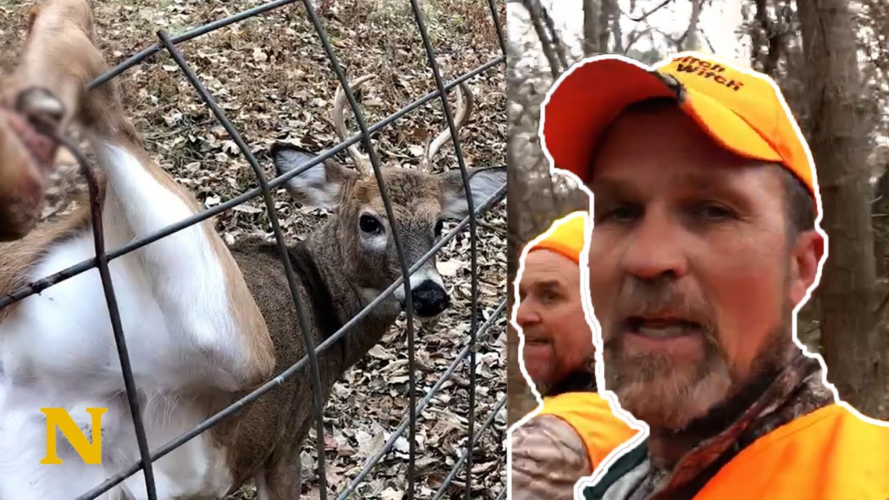 Hunters get surprise after saving injured deer.
