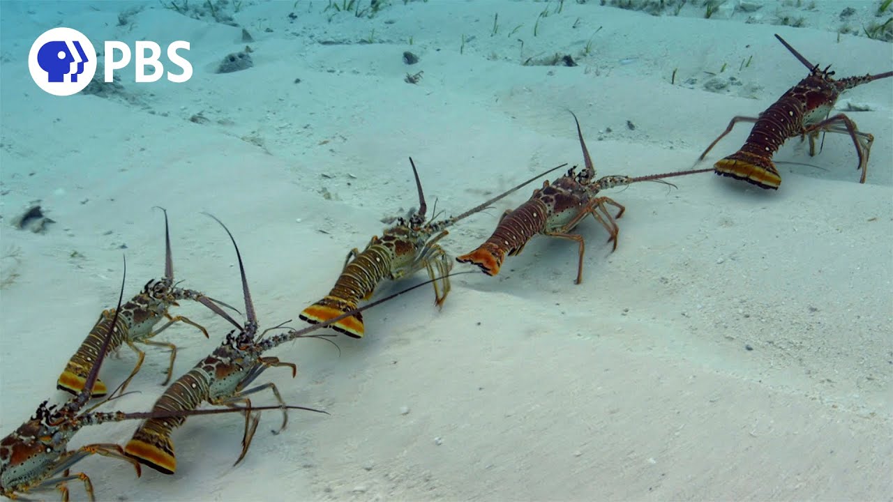 Why are these lobsters in a conga line?