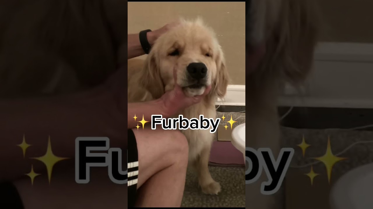 "Fur baby" sings Megan Trainor.