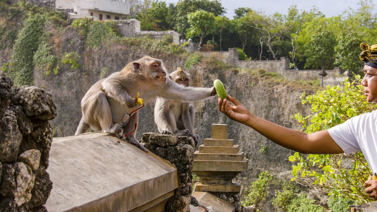 Bartering monkeys of Bali.