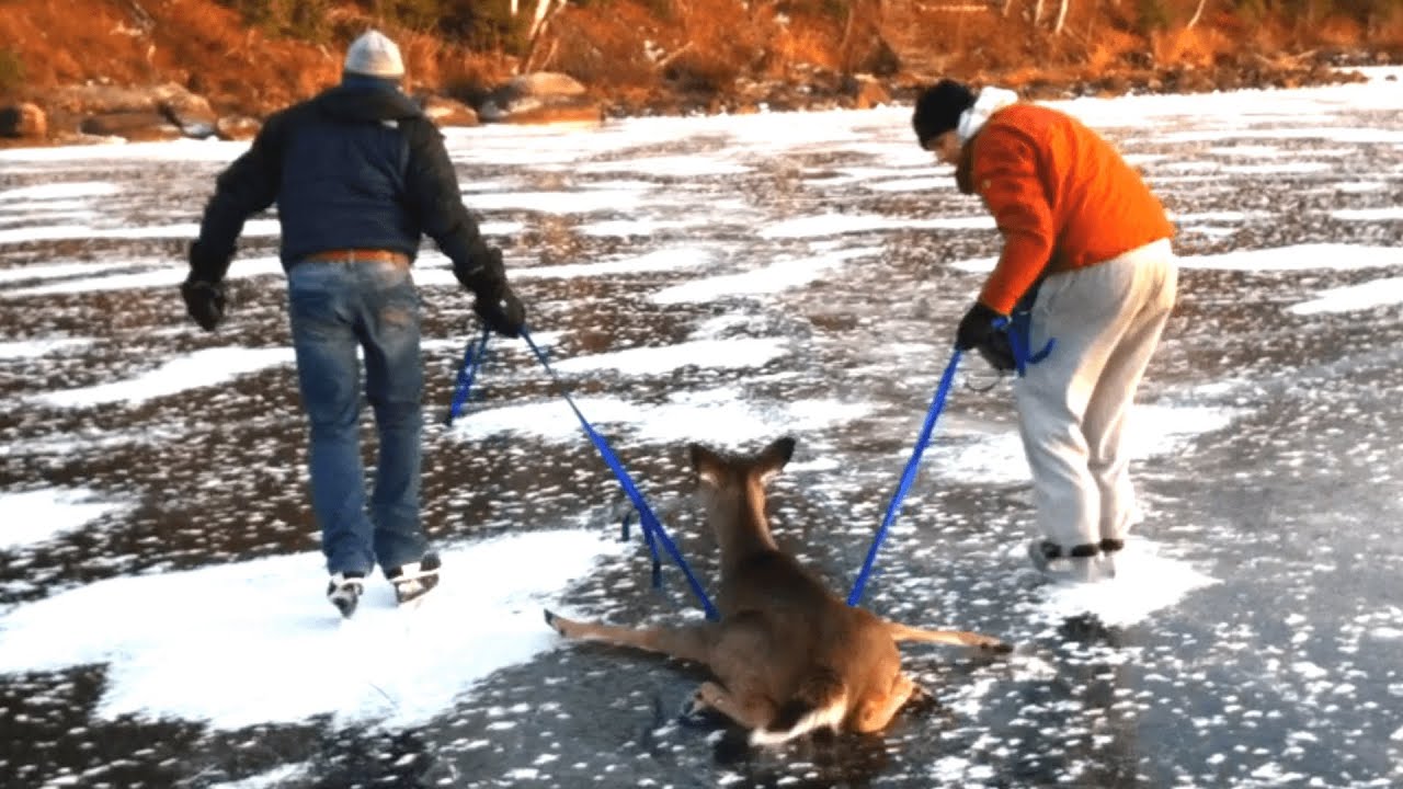Deer rescued from frozen lake.