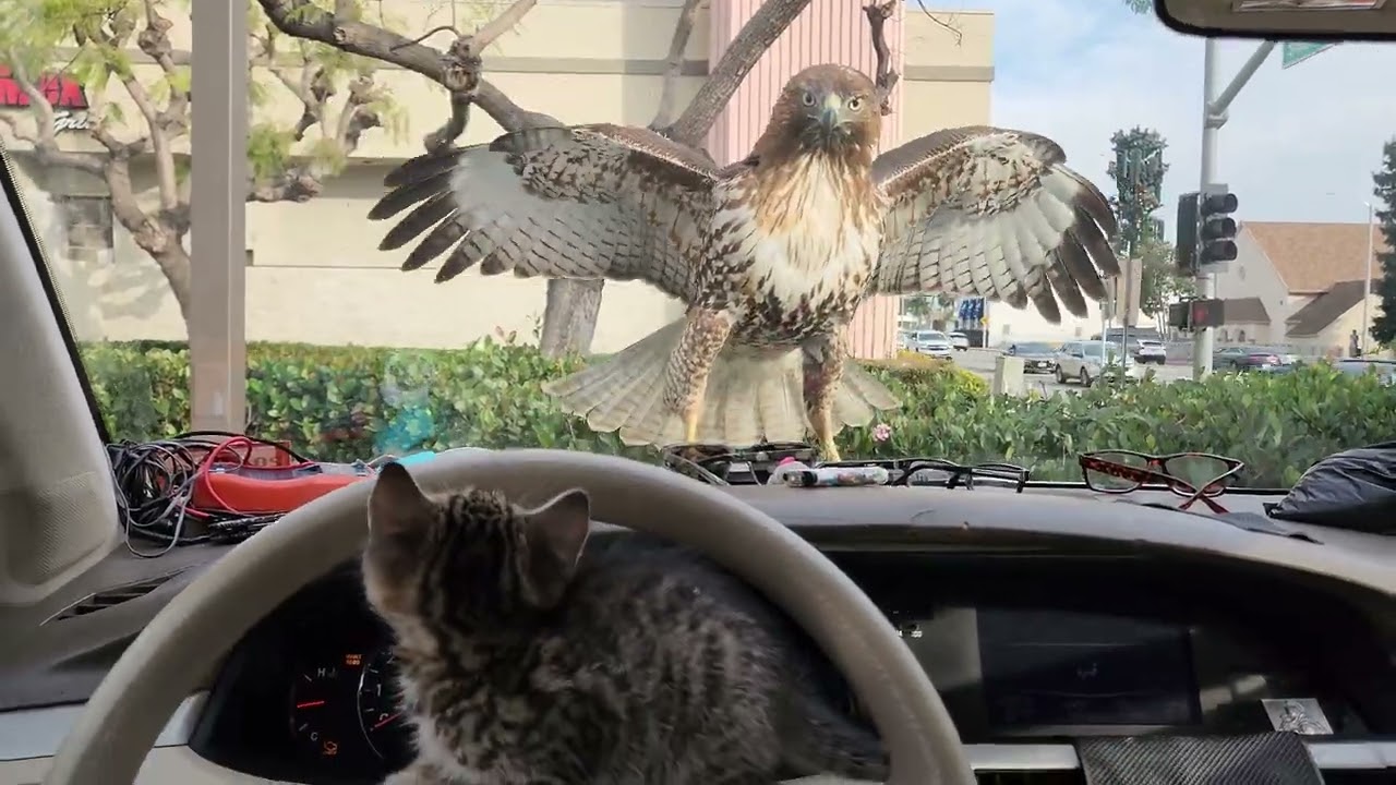Kitten almost nabbed by hawk.