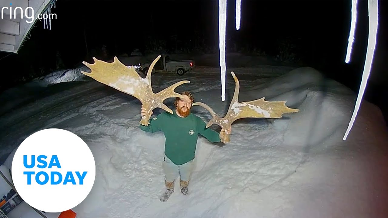 Ring shows moose shedding antlers in one shake.