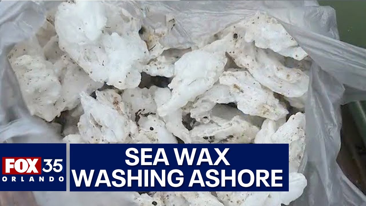 Sea wax washing up along Florida shores.