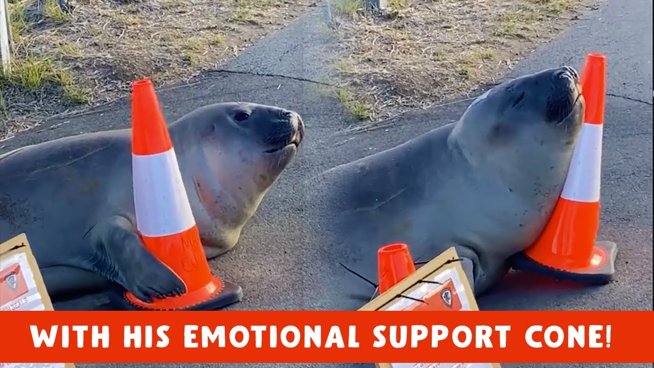 Seal with his emotional support cone.