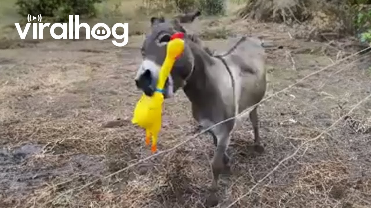 Squeaky chicken makes donkey's day.