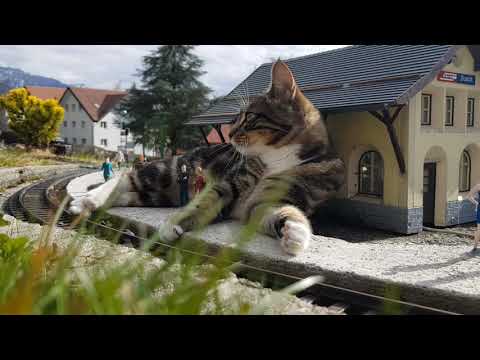 Cat lounging on train set.