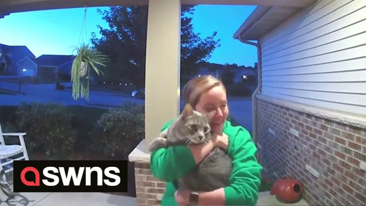 Moment owner is reunited with lost cat. Moment owner is reunited with lost cat.