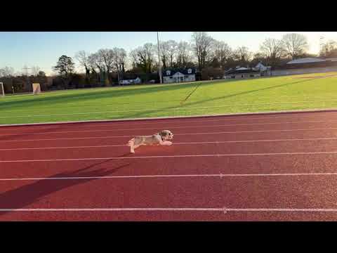 Dog does the 100-meter sprint.
