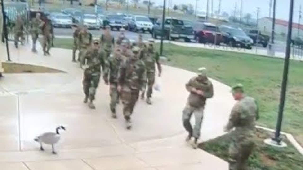 Goose intimidates soldiers.