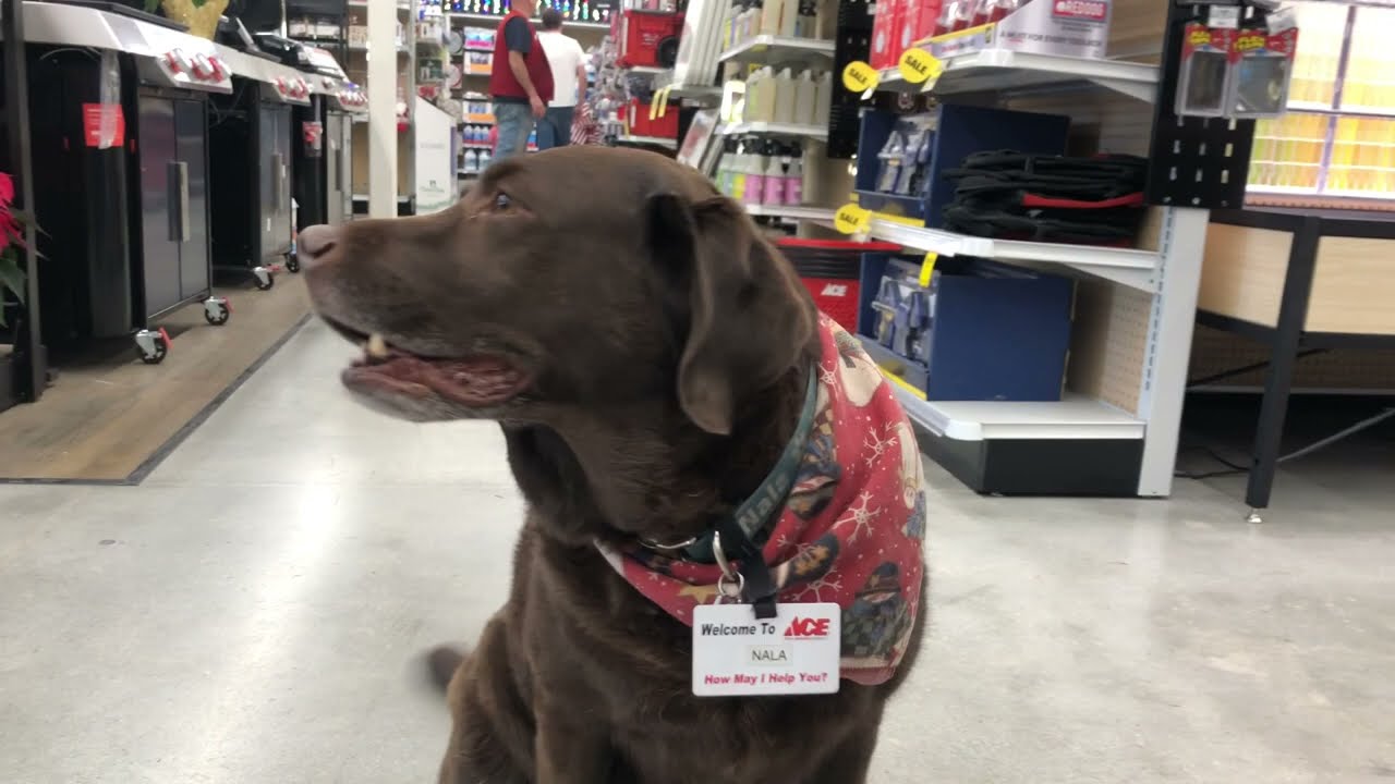 Hardware store hires dog as customer service sweetheart.