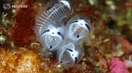 New Species Called Skeleton Panda Sea Squirt 