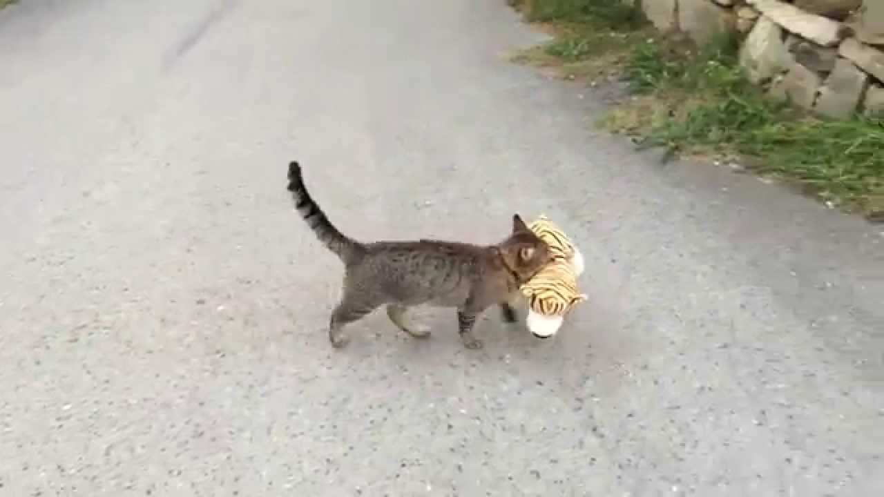 Cat "borrows' the neighbor's plushy tiger.