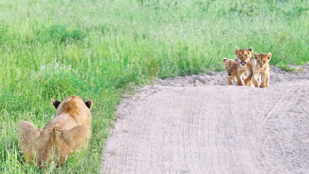 Heartwarming reunion between lion and her six cubs.