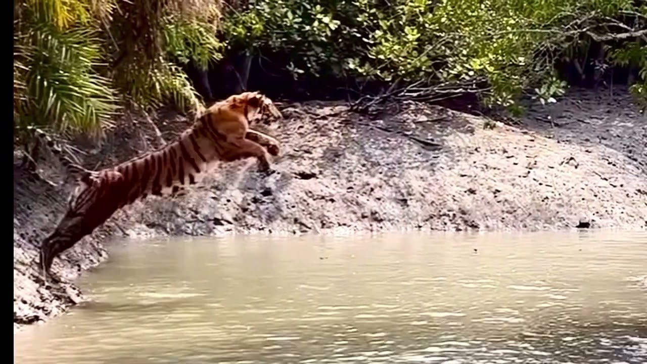 The astonishing power of a tiger's leap.