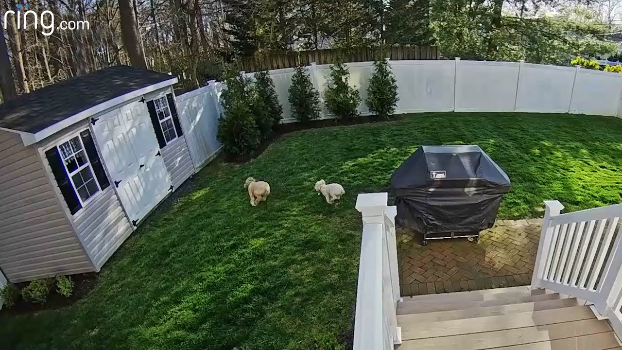 Why two dogs are better than one.